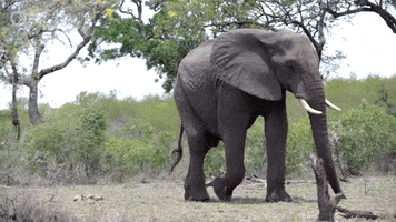 African Savanna GIFs - Find & Share on GIPHY