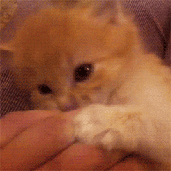 Kitten-biting GIFs - Get the best GIF on GIPHY