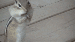 Chipmunk gifs - Find & Share on GIPHY