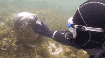 Diver GIFs - Find & Share on GIPHY