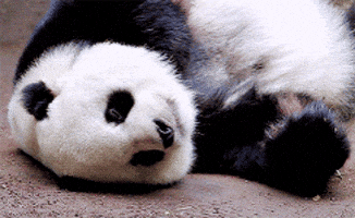 Giant Pandas GIFs - Get the best GIF on GIPHY