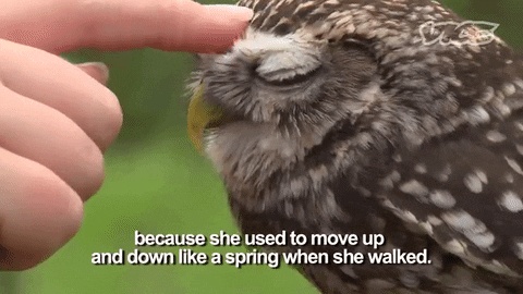 Like A Spring GIFs - Get the best GIF on GIPHY