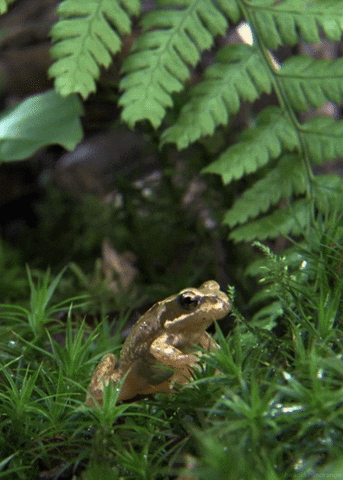 Sitting Common Frog GIF by Head Like an Orange - Find & Share on GIPHY