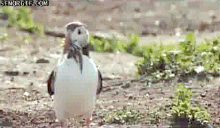 Urban Dictionary: Puffin