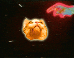 Crack GIFs - Find & Share on GIPHY