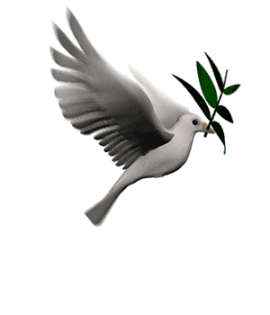 Flying Dove Gif