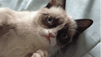 Smiling Cat GIFs - Find & Share on GIPHY