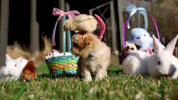 Rabbit GIFs - Find & Share on GIPHY