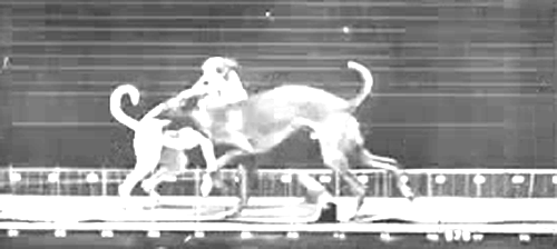 Eadweard Muybridge Art GIF by hoppip - Find & Share on GIPHY
