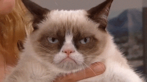 Unhappy-cat GIFs - Get the best GIF on GIPHY