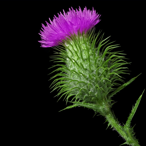 Fiber Art GIFs - Get the best GIF on GIPHY