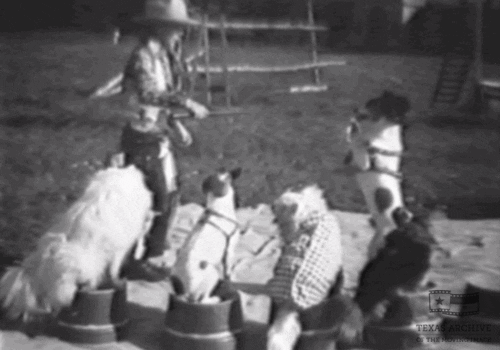 Dog Circus GIFs - Get the best GIF on GIPHY