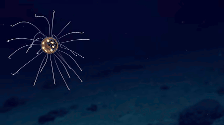 20 Creepy Deep Sea Creatures