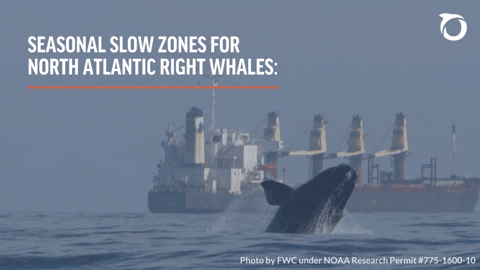 Critically-endangered GIFs - Get the best GIF on GIPHY