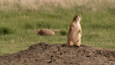 Symphony For Our World GIF by Nat Geo Wild - Find & Share on GIPHY