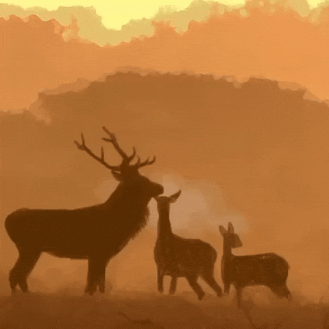 Deer GIF by molehill - Find & Share on GIPHY