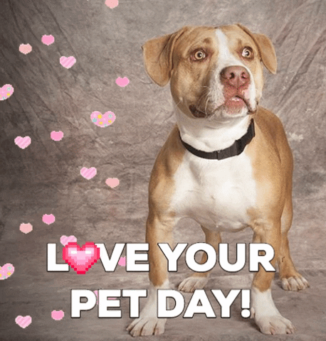 Your-pet GIFs - Get the best GIF on GIPHY