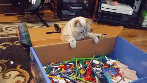 Kitten Bowl Countdown To Valentine'S Day GIF by Hallmark Channel - Find ...