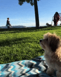 High Five Dog Gif