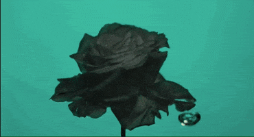 Black Rose GIFs - Find & Share on GIPHY