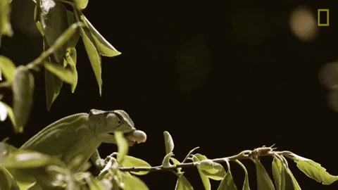 National Geographic Eating GIF by Nat Geo Wild - Find & Share on GIPHY