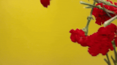 Still-fabulous GIFs - Get the best GIF on GIPHY