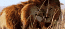 Lion GIFs - Find & Share on GIPHY