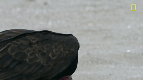 Hostile Planet: Oceans by National Geographic TV | GIPHY