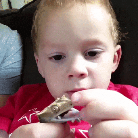 Gifs Gratuitos De Gavin Gavin Meme Gavin Discover & Share GIFs