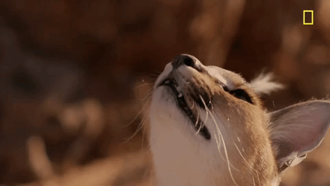 Hostile Planet: Deserts by National Geographic TV | GIPHY