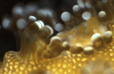 Coral Reef Water GIF by University of California - Find & Share on GIPHY