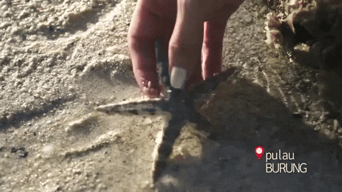 Bintang-laut GIFs - Get the best GIF on GIPHY