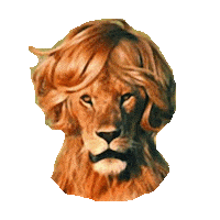 Lion clearly takes pride in his locks as he shows off beautiful hair ...