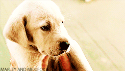 Marley And Me Dogs GIF by 20th Century Fox Home Entertainment - Find ...