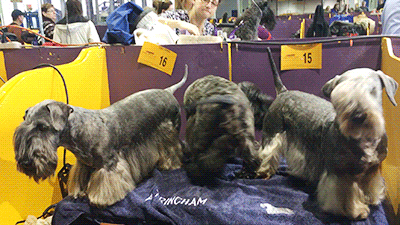 Dog GIF by Westminster Kennel Club - Find & Share on GIPHY
