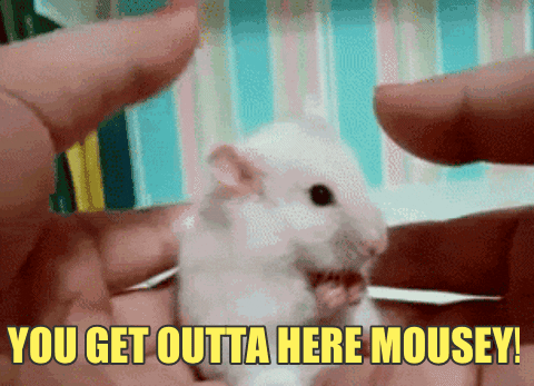 Mousey GIFs - Get the best GIF on GIPHY