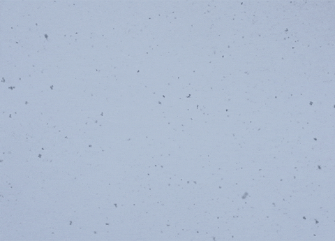 Floc GIFs - Get the best GIF on GIPHY