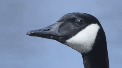 Niu Geese GIFs - Get the best GIF on GIPHY