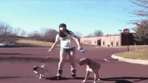 Dogs Rollerblading GIF by The Ed Bassmaster Show - Find & Share on GIPHY