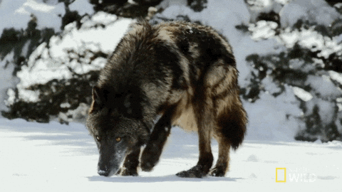 Wolf Looking GIF by Nat Geo Wild - Find & Share on GIPHY