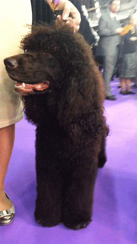 Irish Water Spaniel GIFs - Get the best GIF on GIPHY