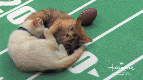 Kittenbowl GIFs - Find & Share on GIPHY