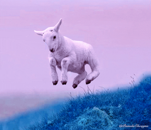 Mouton En Apesanteur GIFs - Get the best GIF on GIPHY