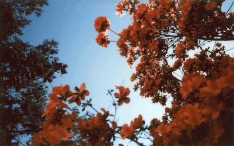 Spring Sky GIFs - Get the best GIF on GIPHY