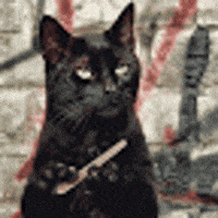 Gato Bravo GIFs - Get the best GIF on GIPHY