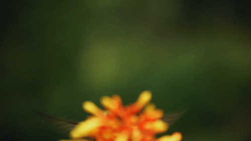 Pollination GIFs - Get the best GIF on GIPHY