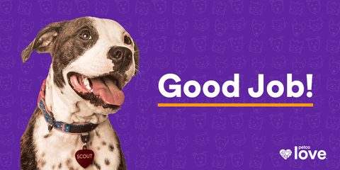 Awesome Dog GIFs - Get the best GIF on GIPHY