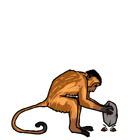 Capuchin Monkey Stickers - Find & Share on GIPHY