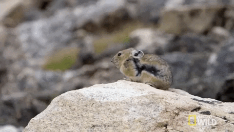 National Geographic Hello GIF by Nat Geo Wild - Find & Share on GIPHY