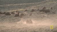 Wildebeest Migration Gif
